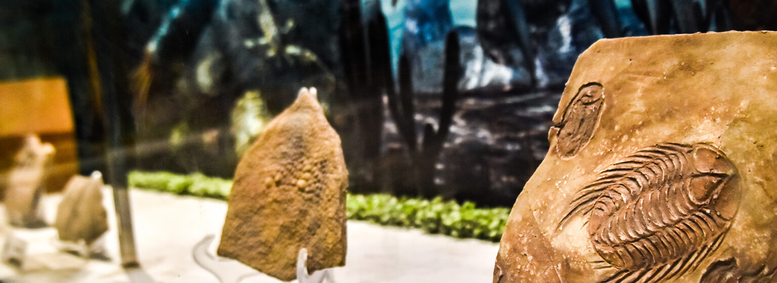 Manusia Purba dan Nenek Moyang Bangsa Indonesia – KeMuseum